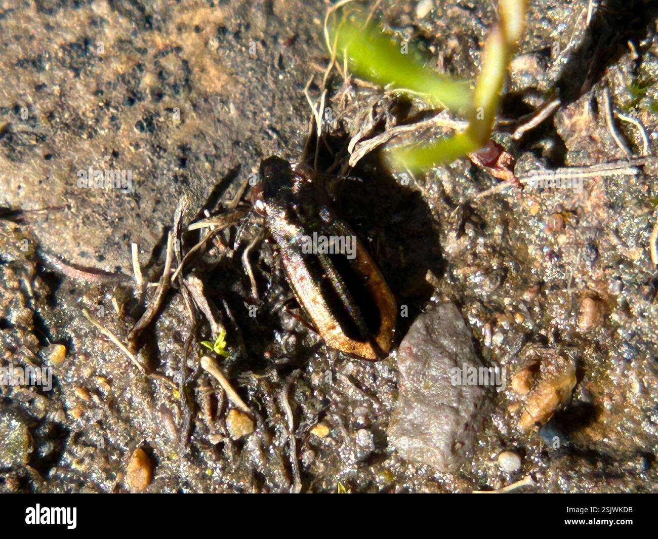 (Notiophilus semiopacus), Insecta, Monaña de Oro State Park, Los Osos ...