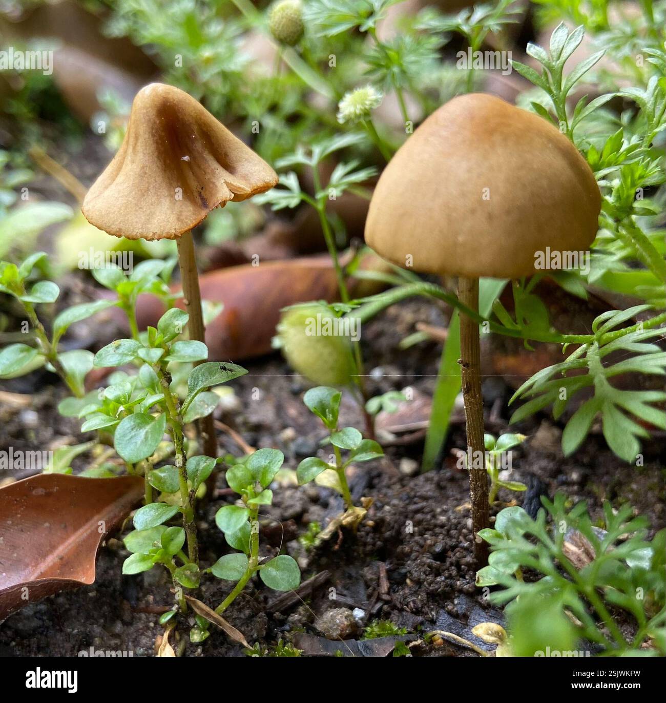 common conecap (Conocybe tenera), Fungi, Regent St, Los Angeles, CA, US ...