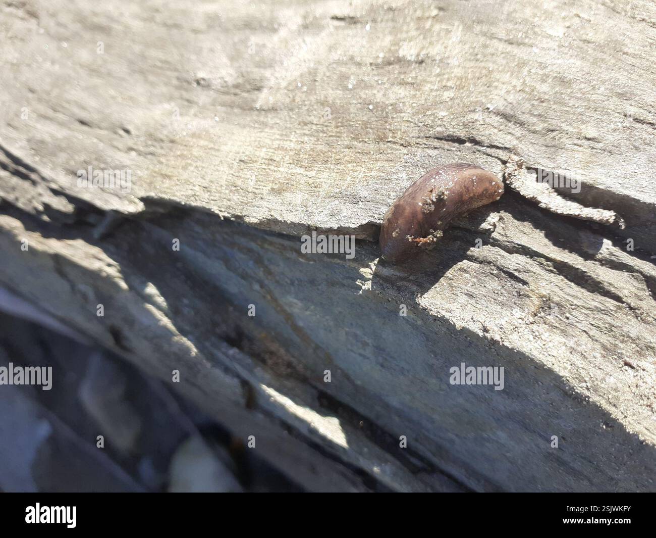 Leopard Slug (Limax maximus), Mollusca, Lend, Graz, Austria Stock Photo ...