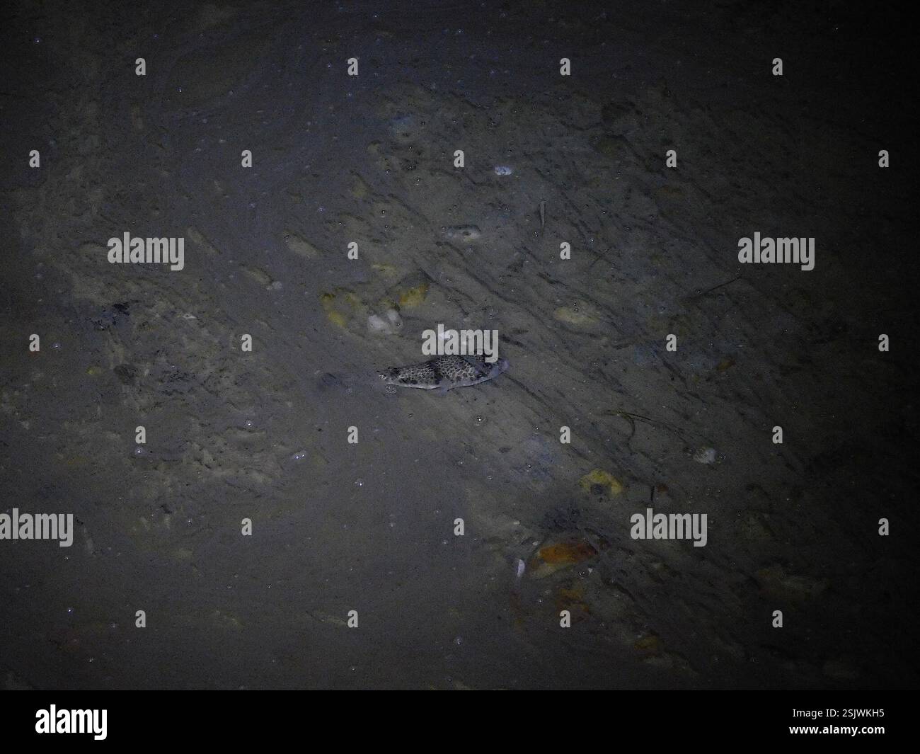 Smooth Toadfish (Tetractenos glaber), Actinopterygii, Beauty Point TAS ...