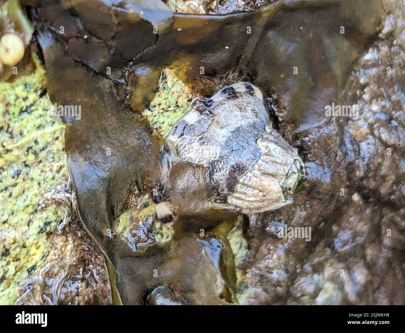 True Limpets (Patellogastropoda), Mollusca, Vancouver, BC, Canada ...