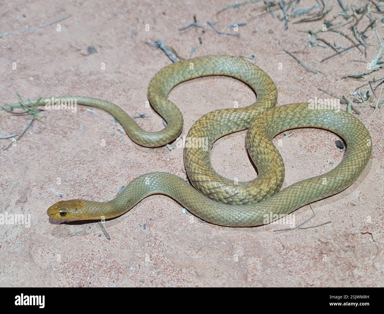 Western Brown Snake (Pseudonaja mengdeni), Reptilia, Olympic Dam SA ...