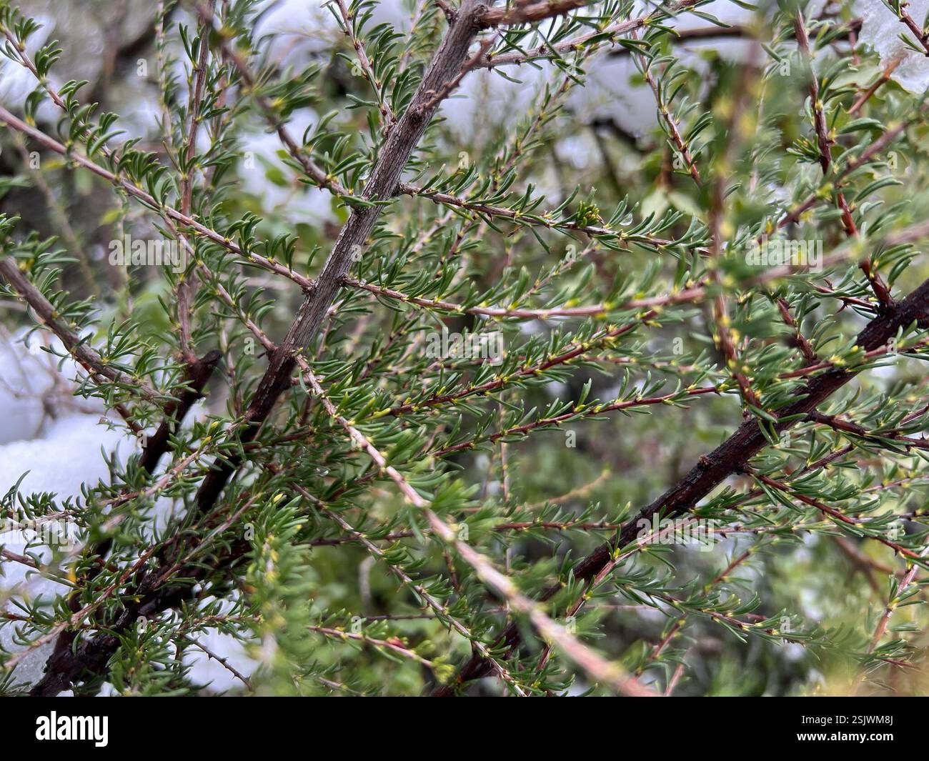chamise (Adenostoma fasciculatum), Plantae, Orange County, CA, USA ...