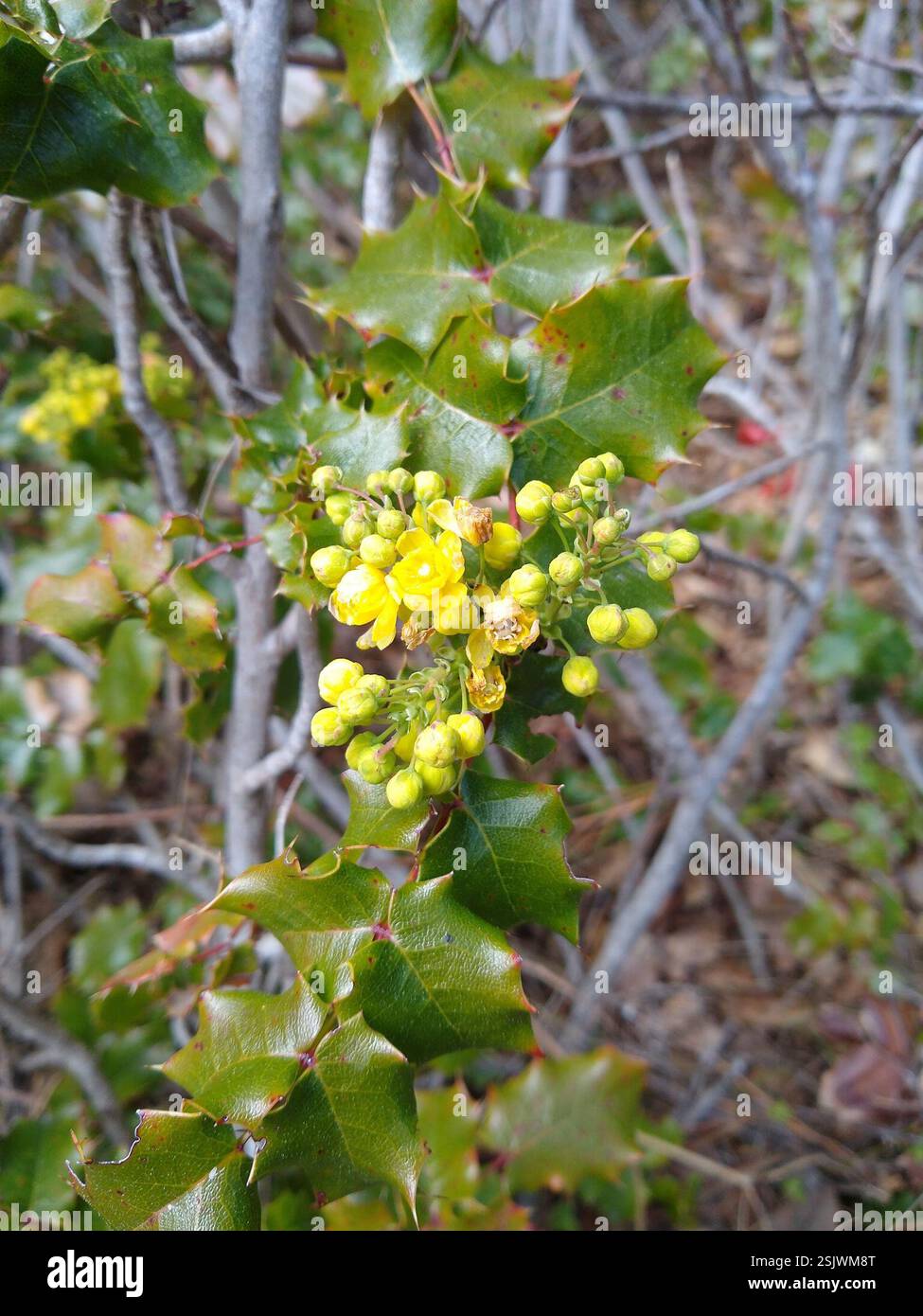 (Berberis pinnata pinnata), Plantae, California, US Stock Photo - Alamy