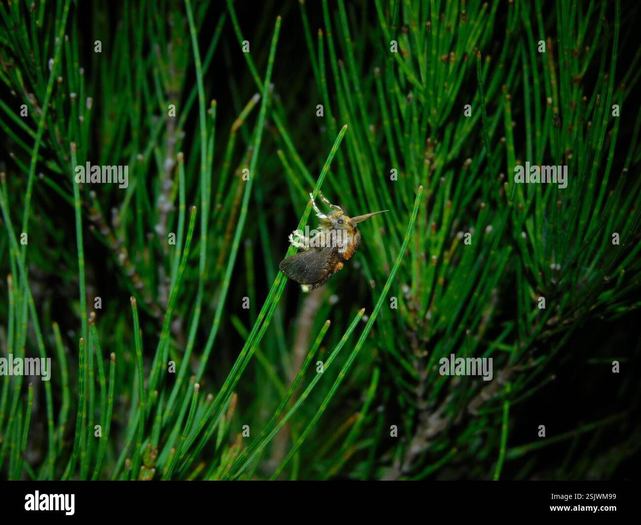 Painted Cup Moth (Doratifera oxleyi), Insecta, Hobart TAS, Australia ...