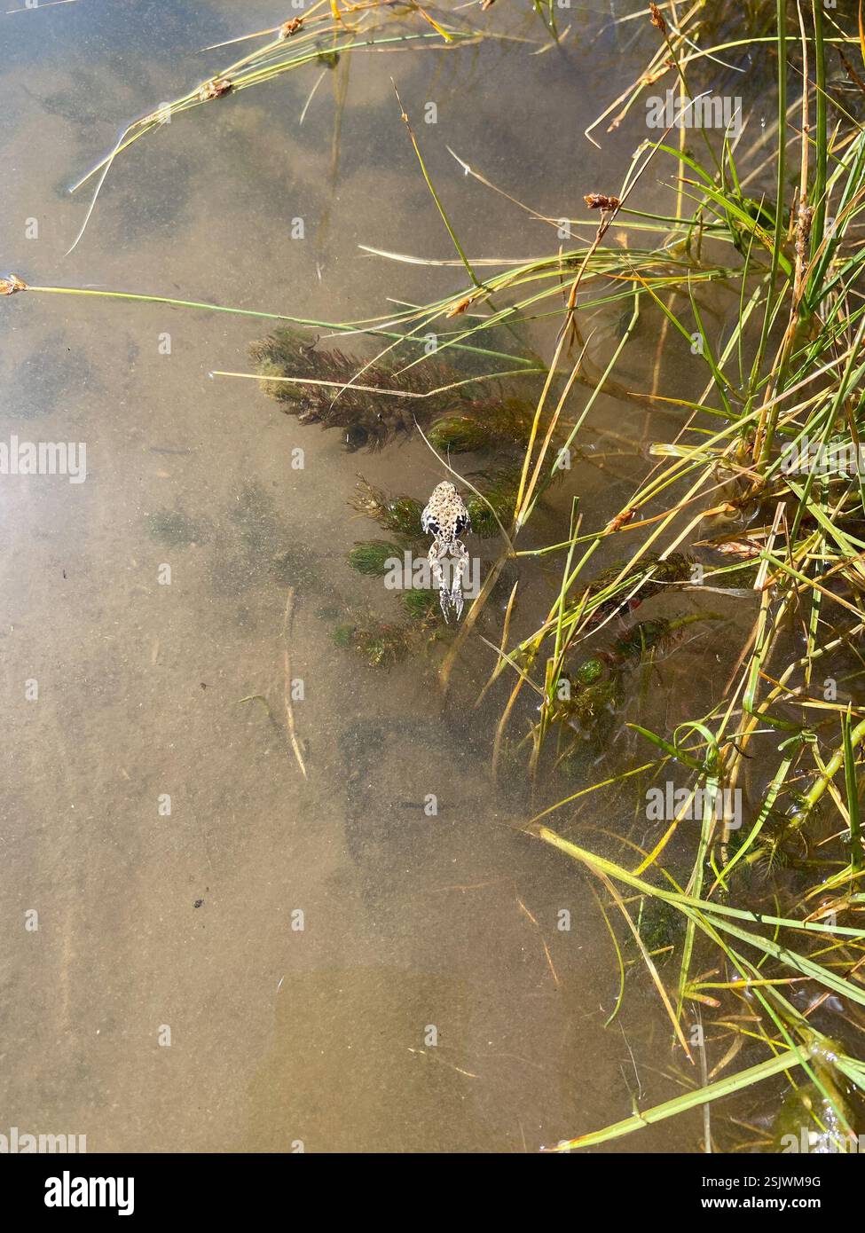 Four-eyed Frogs (Pleurodema), Amphibia, Province de Santa Cruz, AR ...
