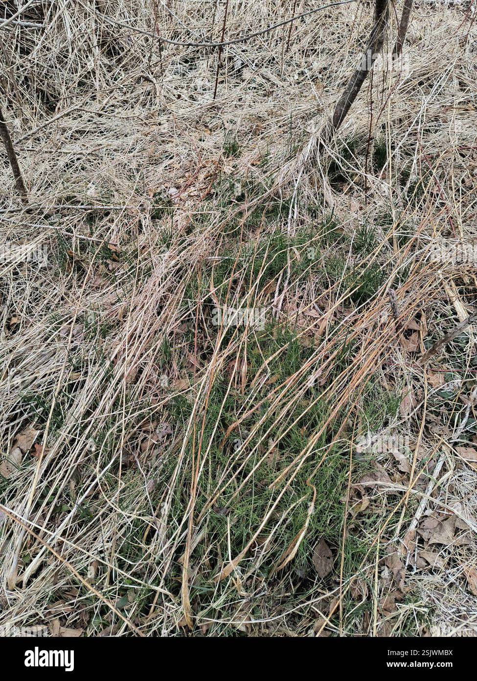 monocots (Liliopsida), Plantae, Acushnet Center, Acushnet, MA 02743 ...