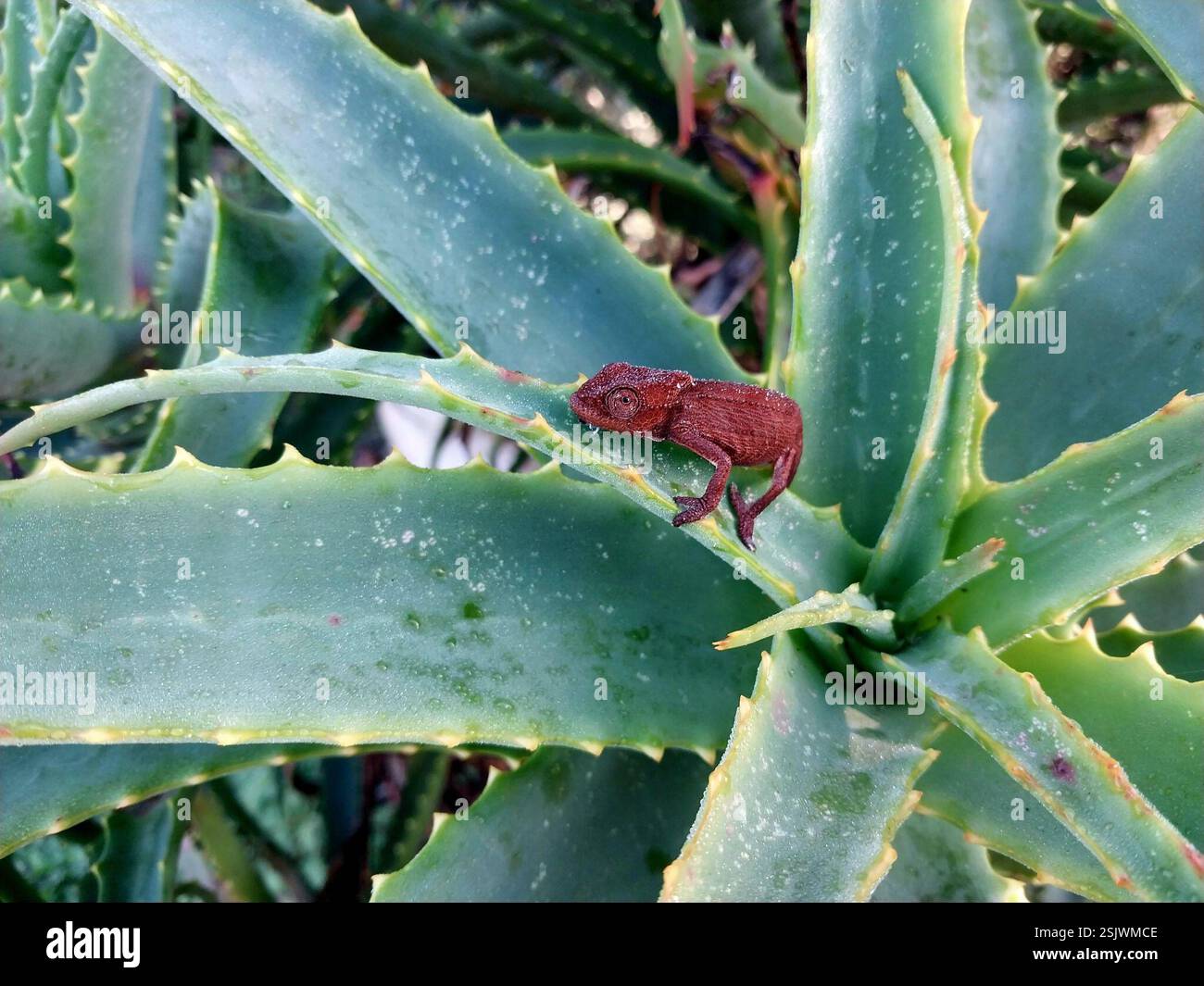 Knysna Dwarf Chameleon (Bradypodion damaranum), Reptilia, Campher's ...