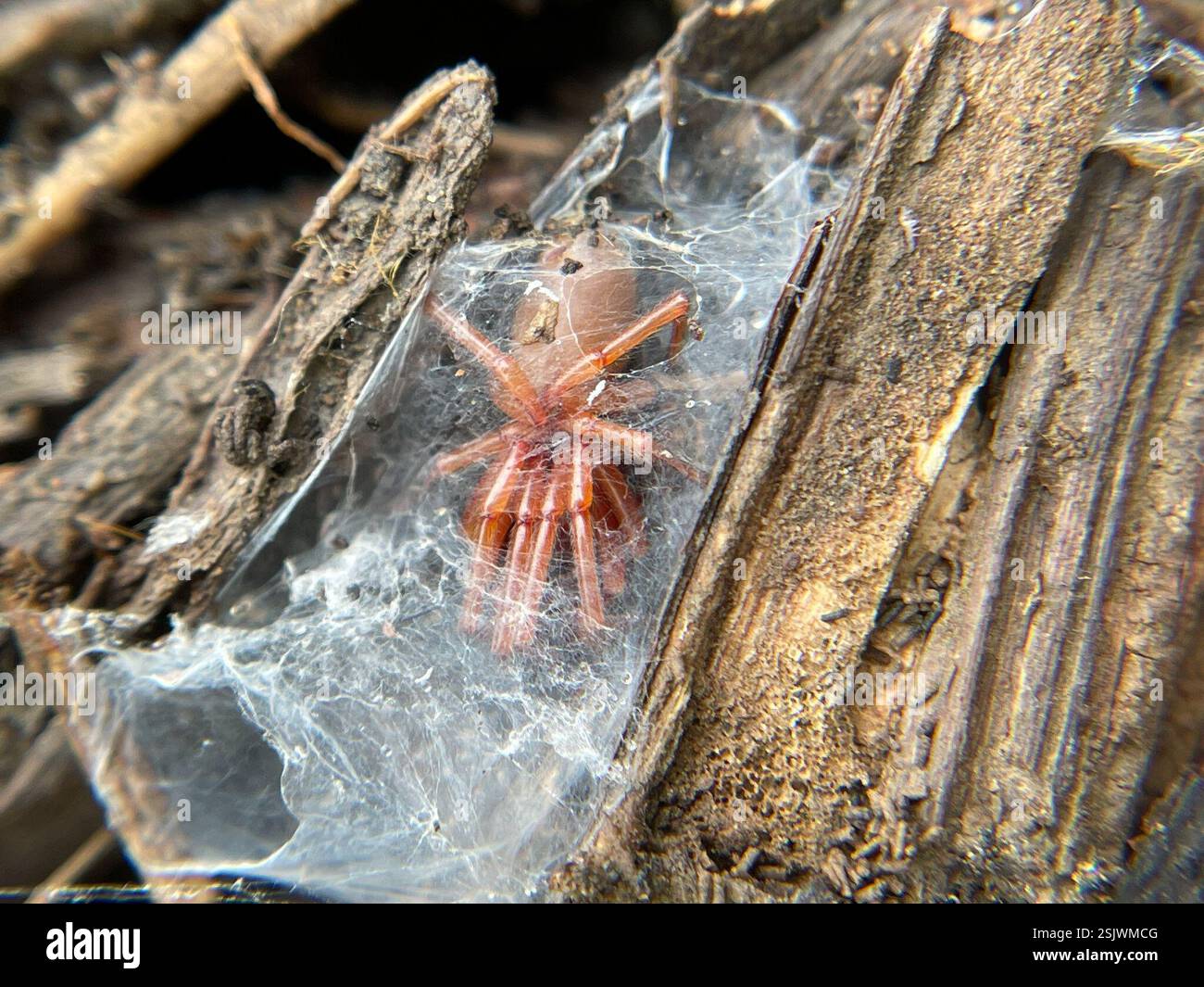 Woodlouse Spider (Dysdera crocata), Arachnida, Alviso, San Jose, CA ...