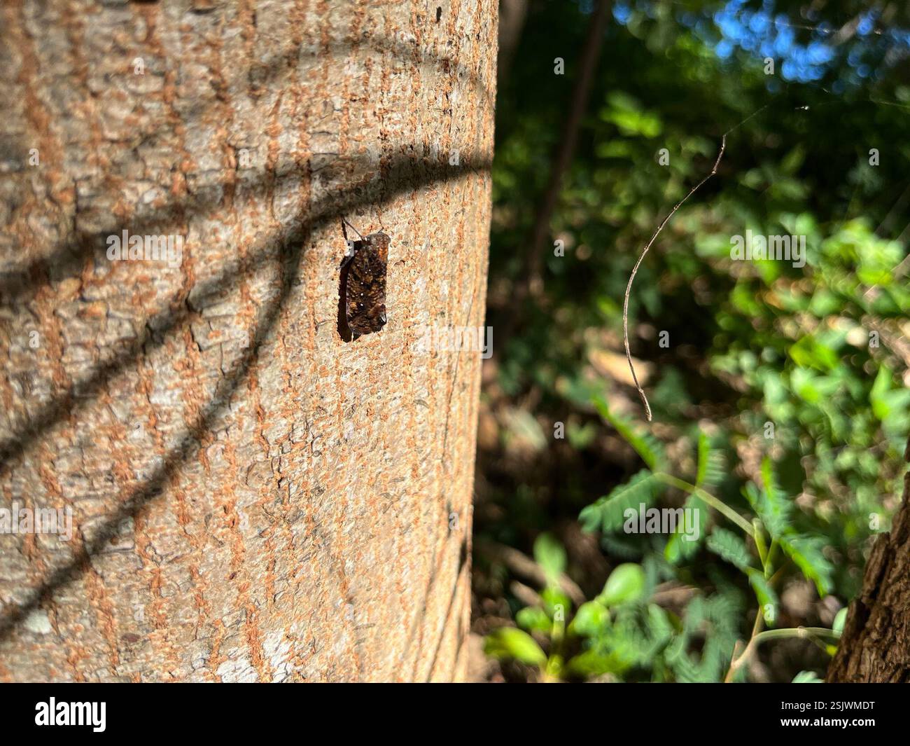 True Bugs, Hoppers, Aphids, and allies (Hemiptera), Insecta, Tec-NQ ...