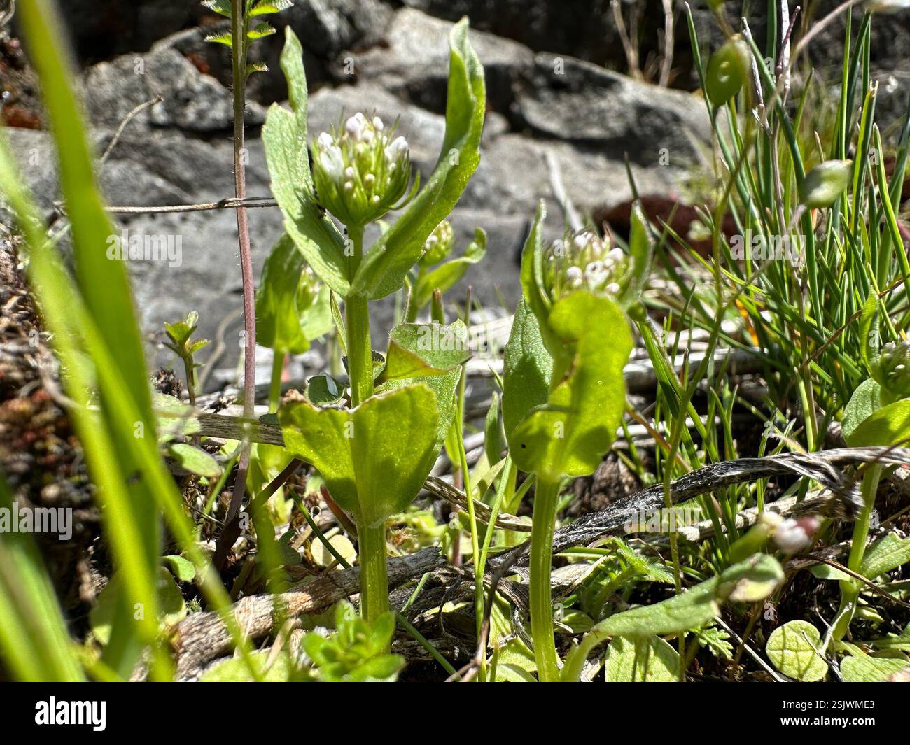 Longhorn Seablush (Plectritis macrocera), Plantae, Columbia River Gorge ...