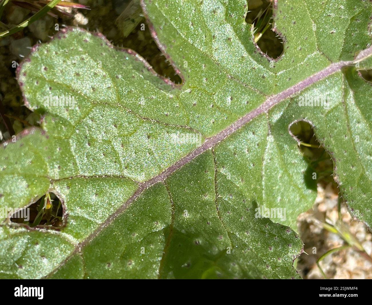 Saharan Mustard (Brassica tournefortii), Plantae, Jawbone Canyon Rd ...