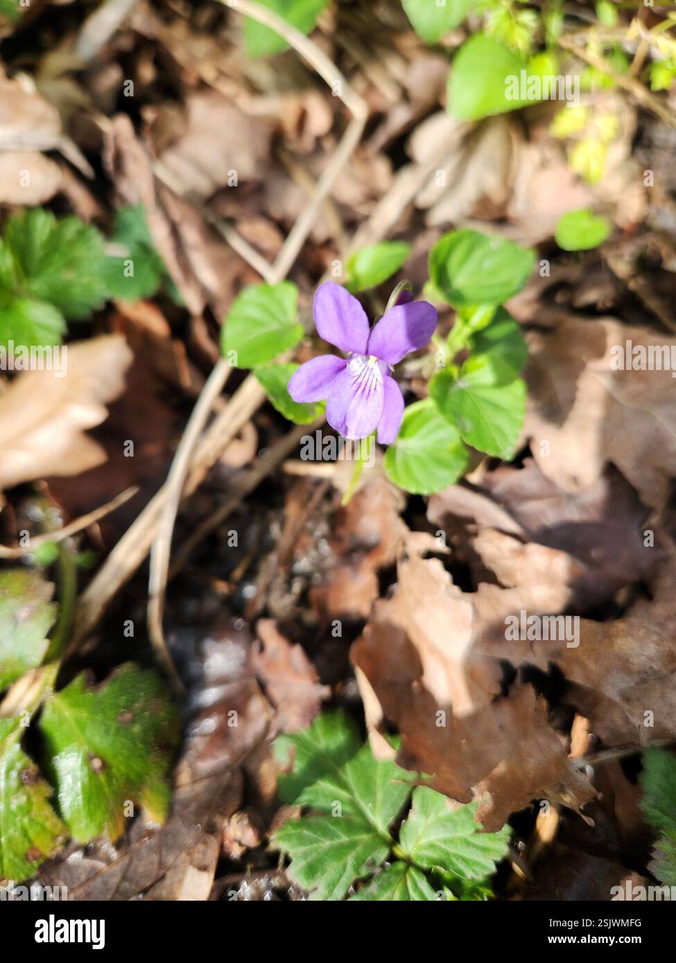 Early Dog-violet (Viola reichenbachiana), Plantae, Surrey Stock Photo ...