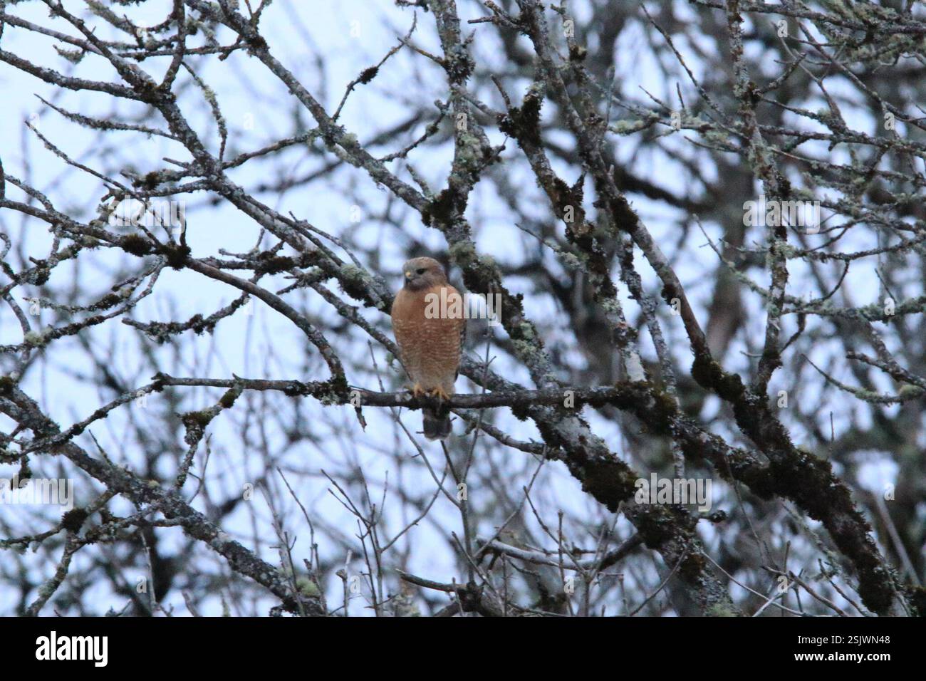 Red-shouldered Hawk (Buteo lineatus), Aves, Amazon, Eugene, OR, USA ...