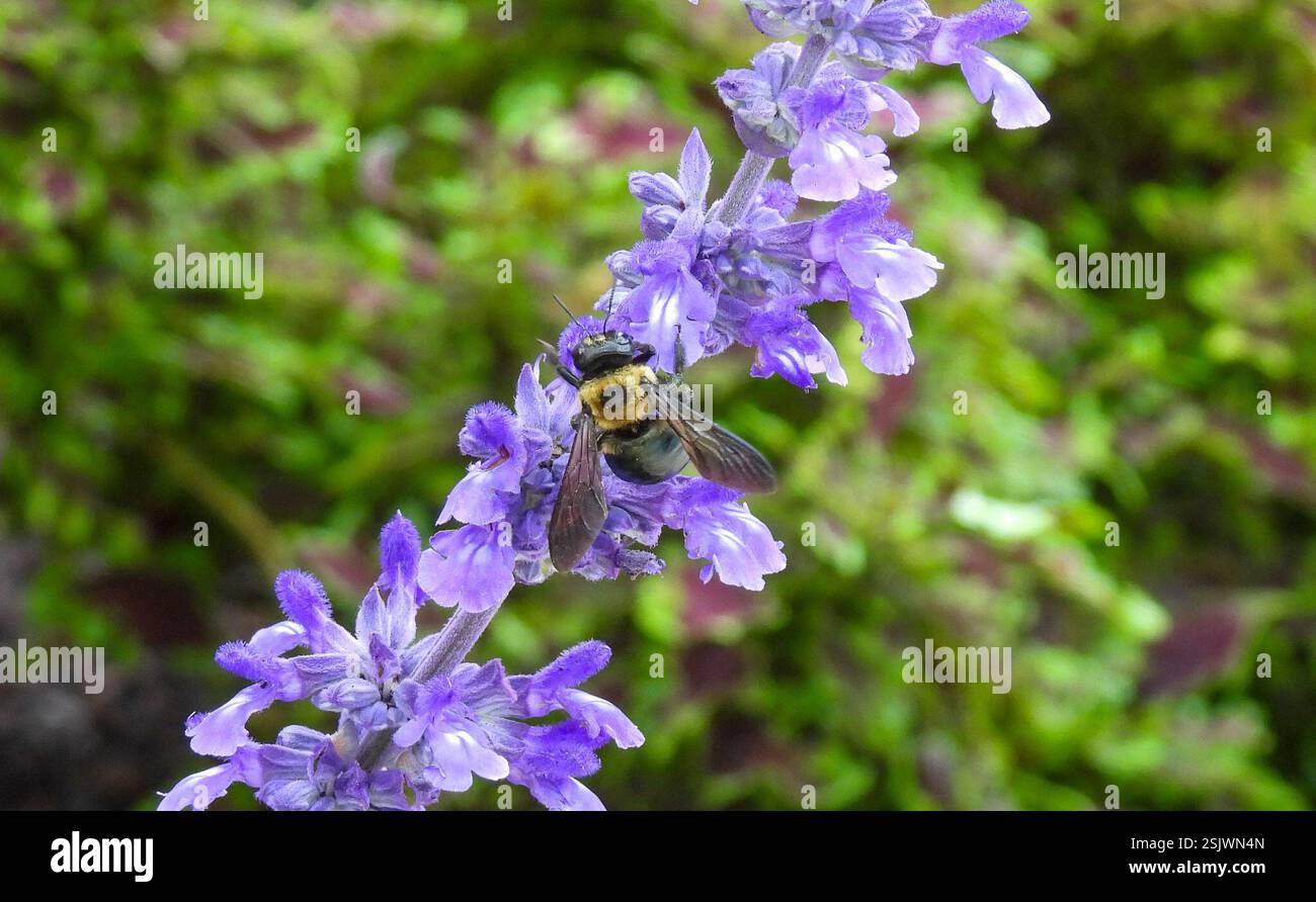 Eastern Carpenter Bee (Xylocopa virginica), Insecta, Miller Residence ...