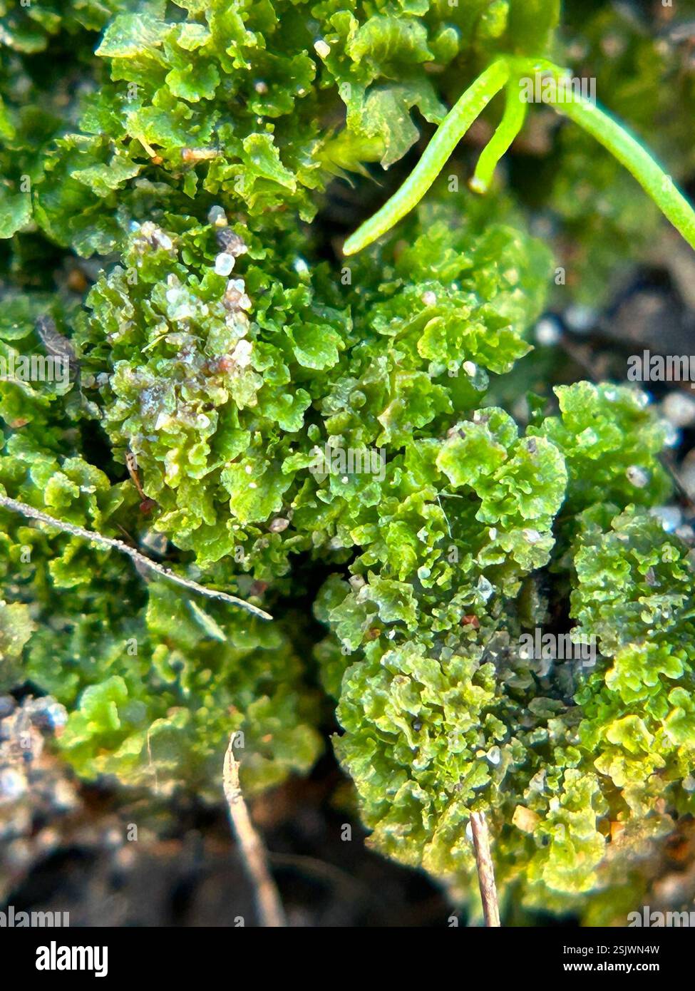 liverworts (Marchantiophyta), Plantae, Monaña de Oro State Park, Los ...