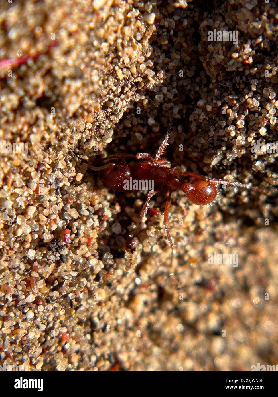 Typical American Harvester Ants (Pogonomyrmex), Insecta, Los Osos, CA ...