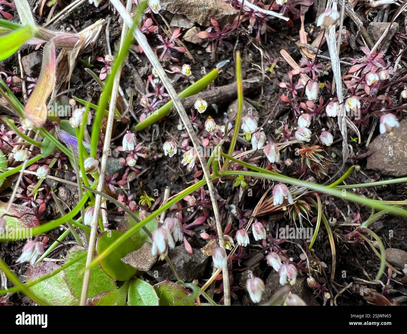 Common Whitlowgrass (Draba verna), Plantae, Island County, WA, USA ...