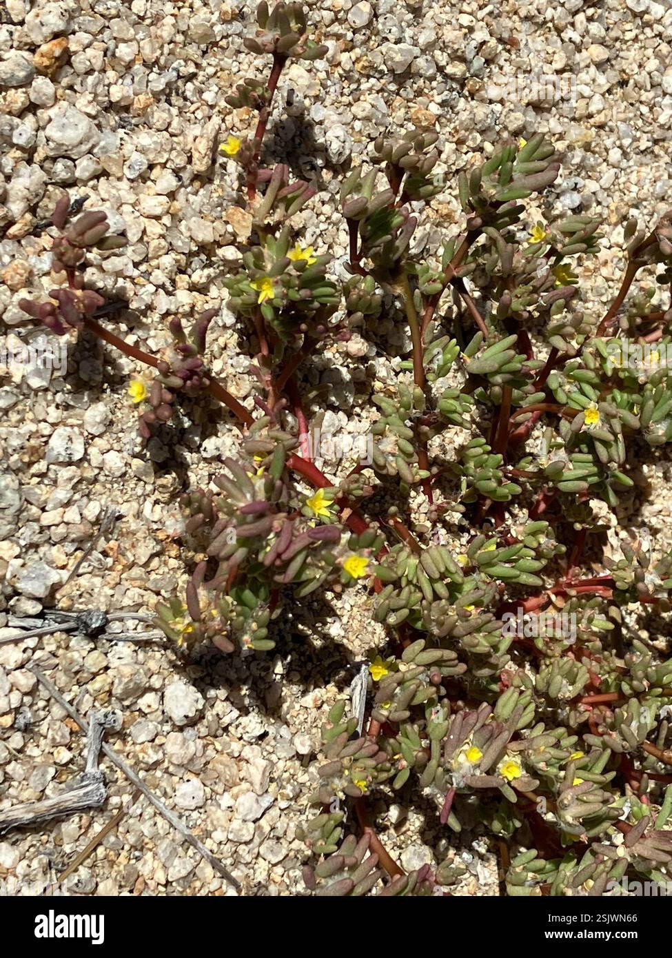 Desert Portulaca (Portulaca halimoides), Plantae, San Bernardino County ...