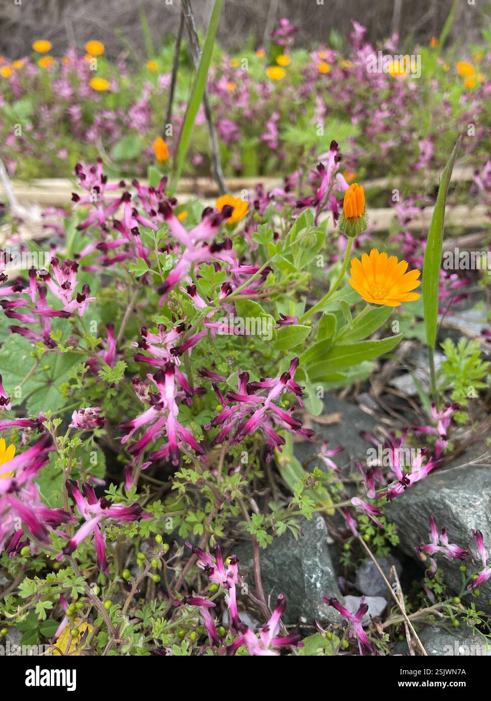 common ramping-fumitory (Fumaria muralis), Plantae, Alviso, San Jose ...