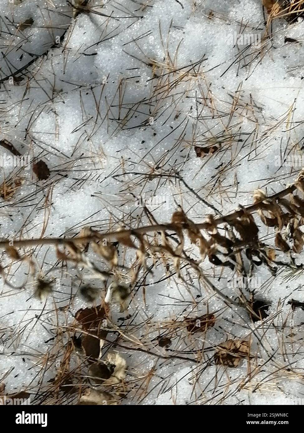 Canada hawkweed (Hieracium umbellatum), Plantae, Иркутская обл., Россия ...