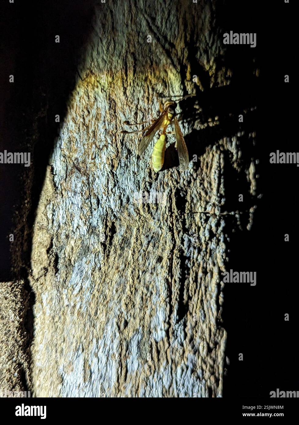 Central American Paper Wasp (Apoica pallens), Insecta, comboy pachamama ...