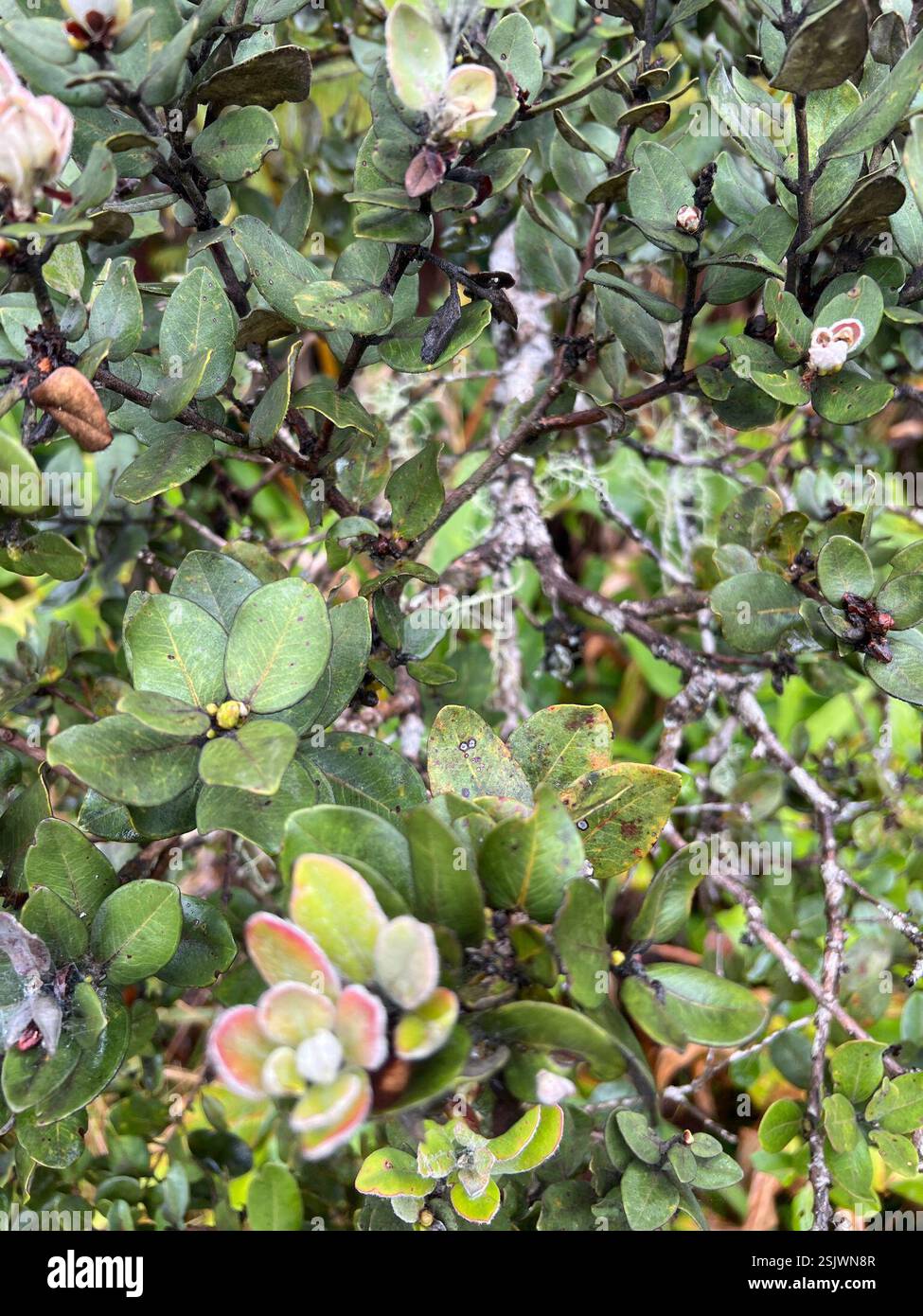 ʻŌhiʻa Lehua (Metrosideros polymorpha), Plantae, Hawaiʻi, Volcano, HI ...