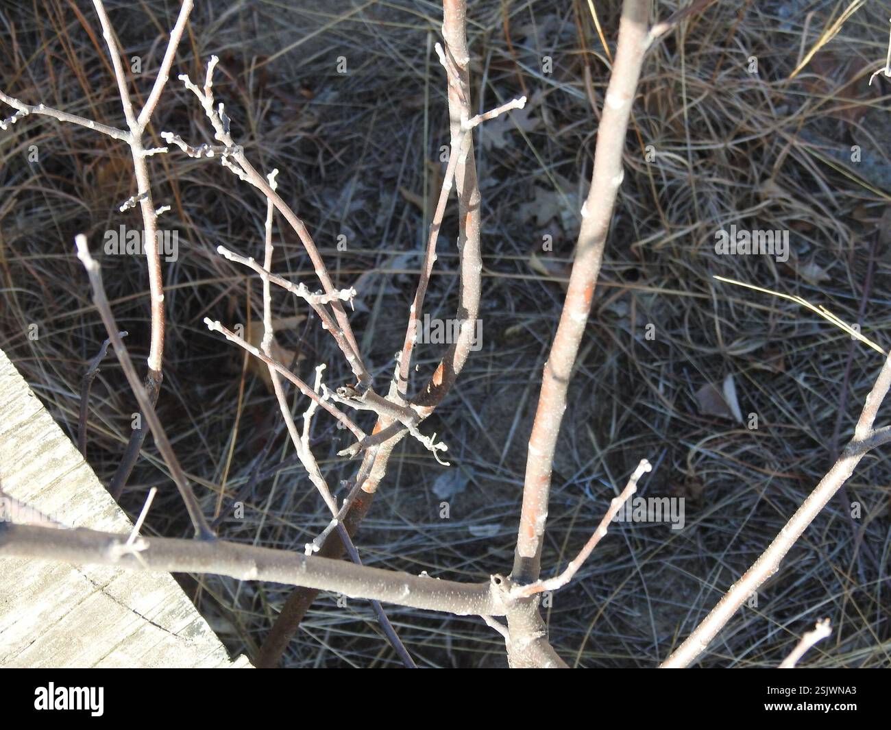 white poplar (Populus alba), Plantae, Porter County, IN, USA Stock ...