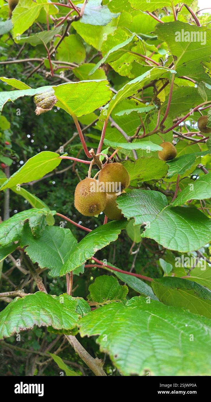 Chinese gooseberry (Actinidia chinensis), Plantae, Avonside ...