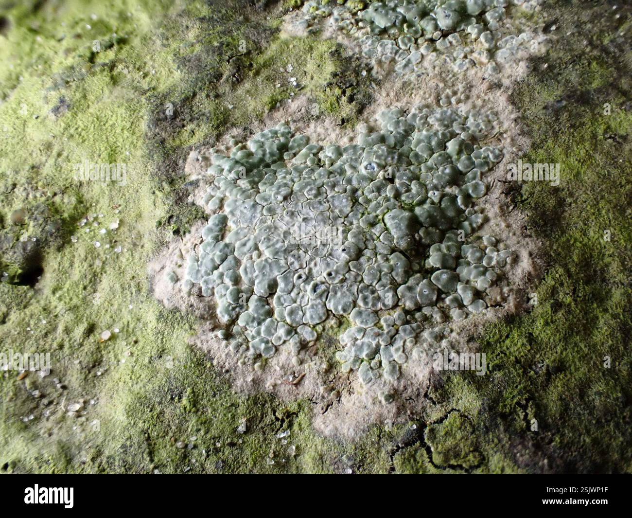 Chiseled Sunken Disk Lichen (Circinaria contorta), Fungi, Sluis, Groot ...