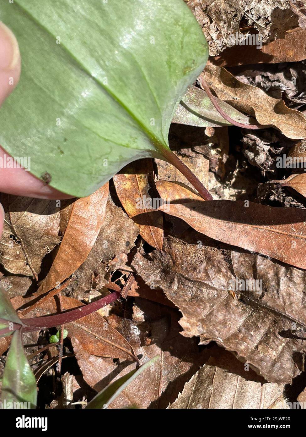 dimpled trout lily (Erythronium umbilicatum), Plantae, Kirby Rd ...
