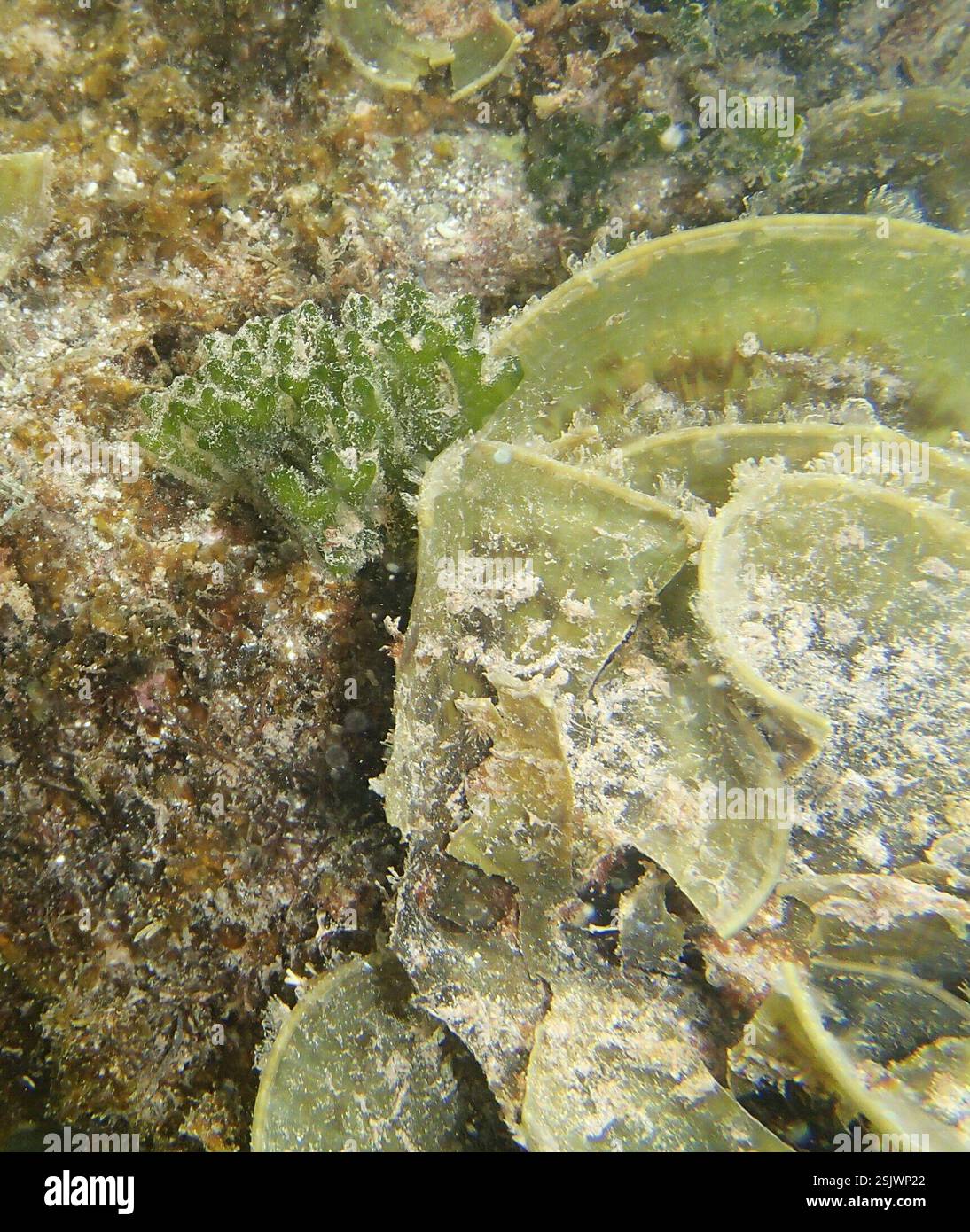 Codiums (Codium), Plantae, Arroyo Blanco, Isla Carmen Stock Photo - Alamy