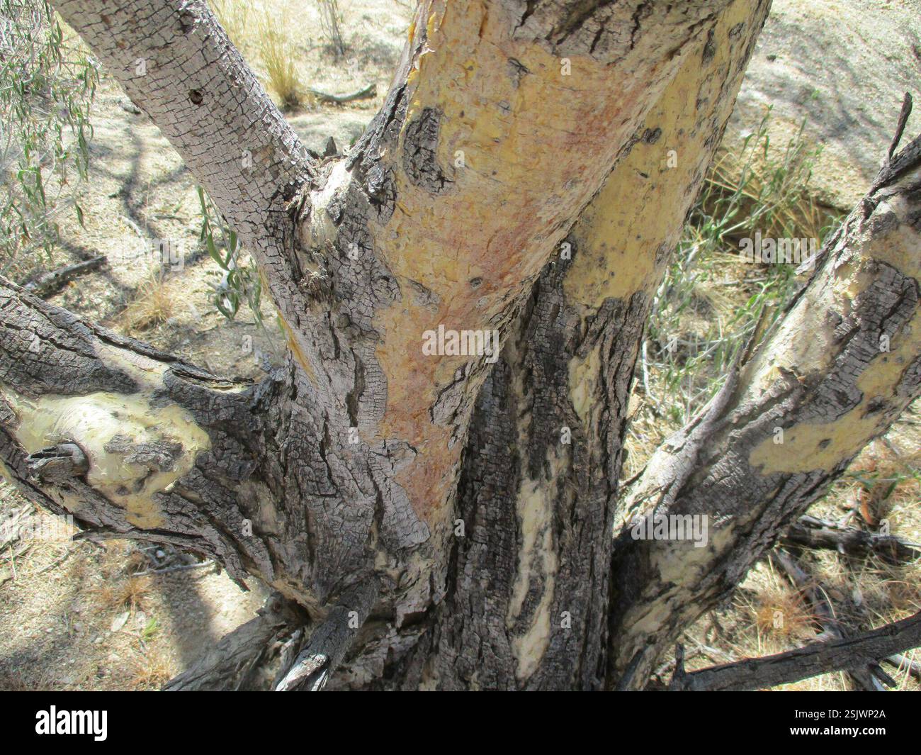 Blue Thorn (Senegalia erubescens), Plantae, Erongo Region, Namibia ...
