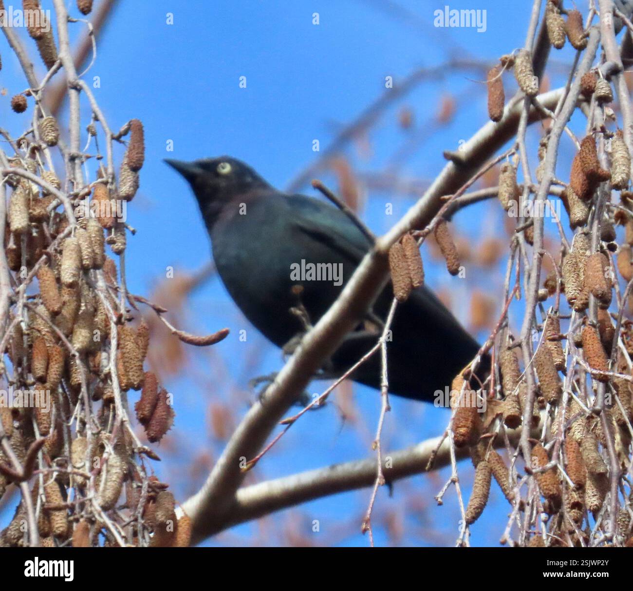 Dark brownish grey plumage hi-res stock photography and images - Alamy