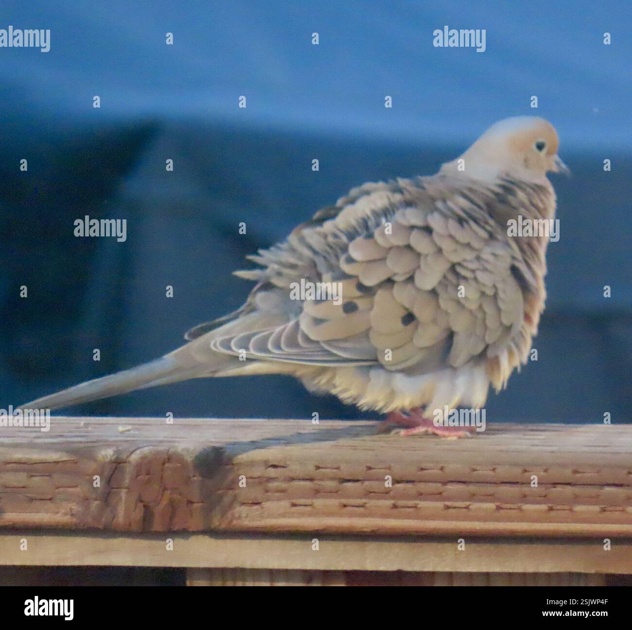 Mourning Dove (Zenaida macroura), Aves, Country Park Rd, Salinas, CA ...