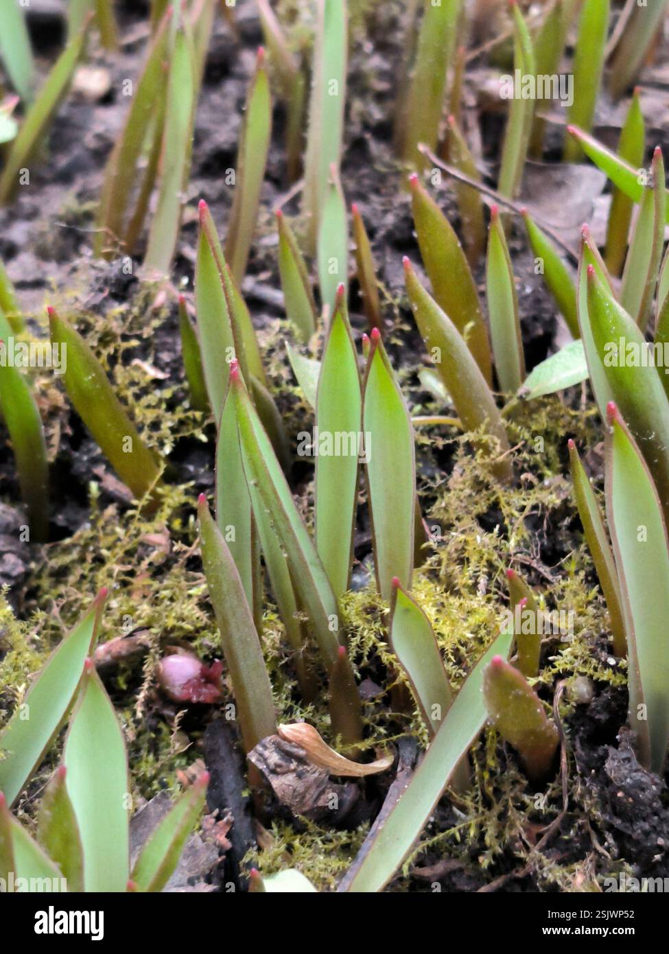 monocots (Liliopsida), Plantae, 46290 Kaunas, Lietuva Stock Photo - Alamy