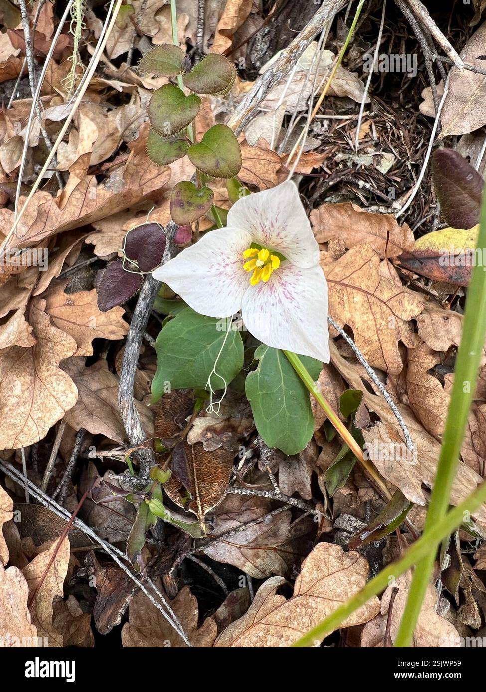 brook wakerobin (Pseudotrillium rivale), Plantae, Josephine County, OR ...