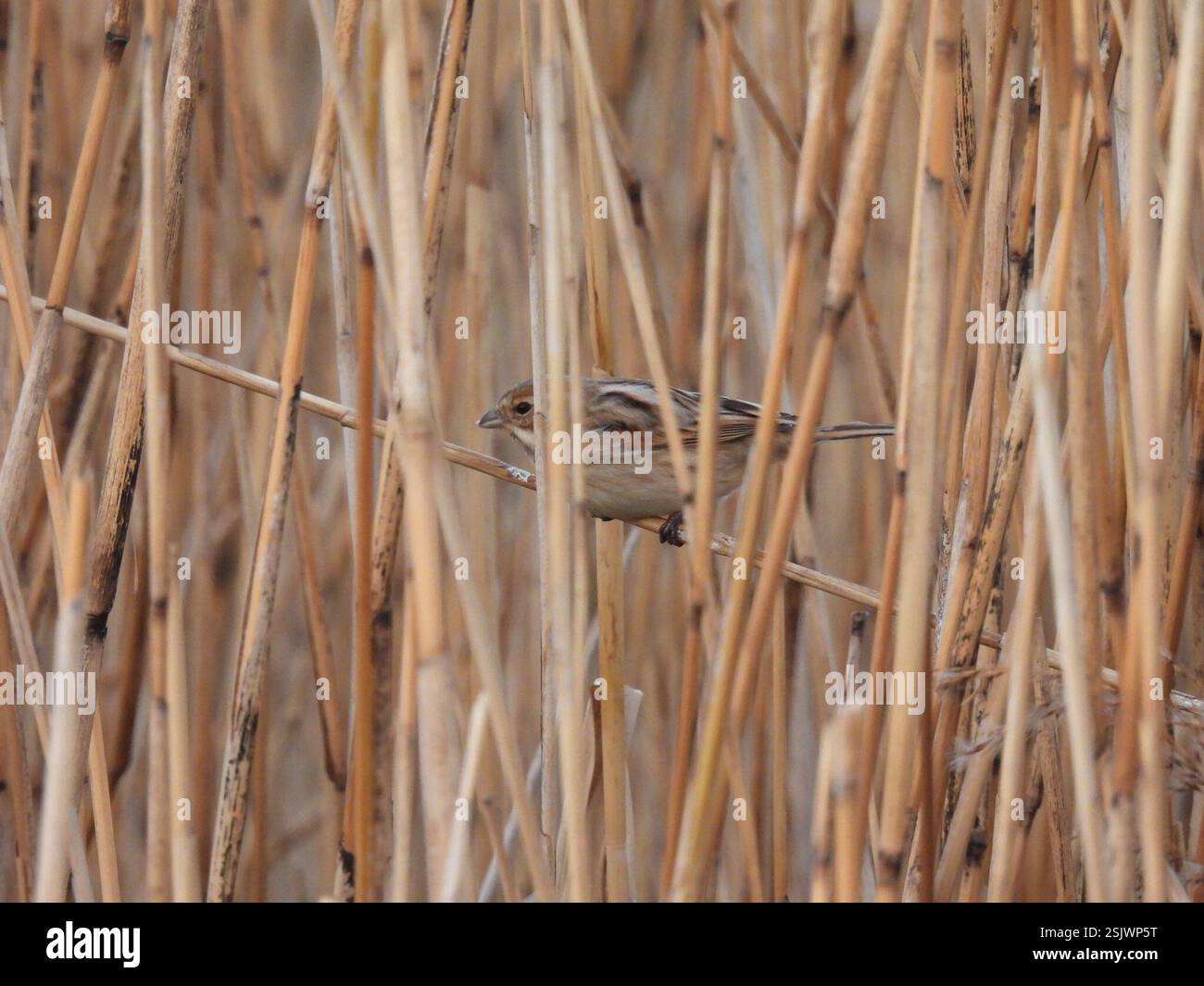 Far Eastern Reed Bunting (Emberiza schoeniclus pyrrhulina), Aves, Hyōgo ...