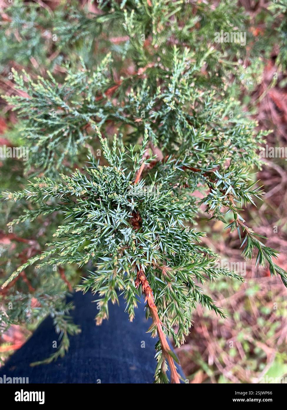Seaside Juniper (Juniperus maritima), Plantae, SUCIA ISLAND MARINE ...