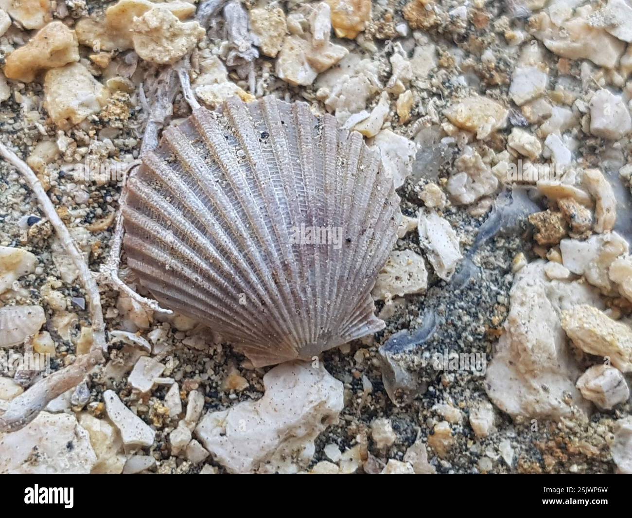 Queen scallop (Aequipecten opercularis), Mollusca, Meliha, Malta Stock ...