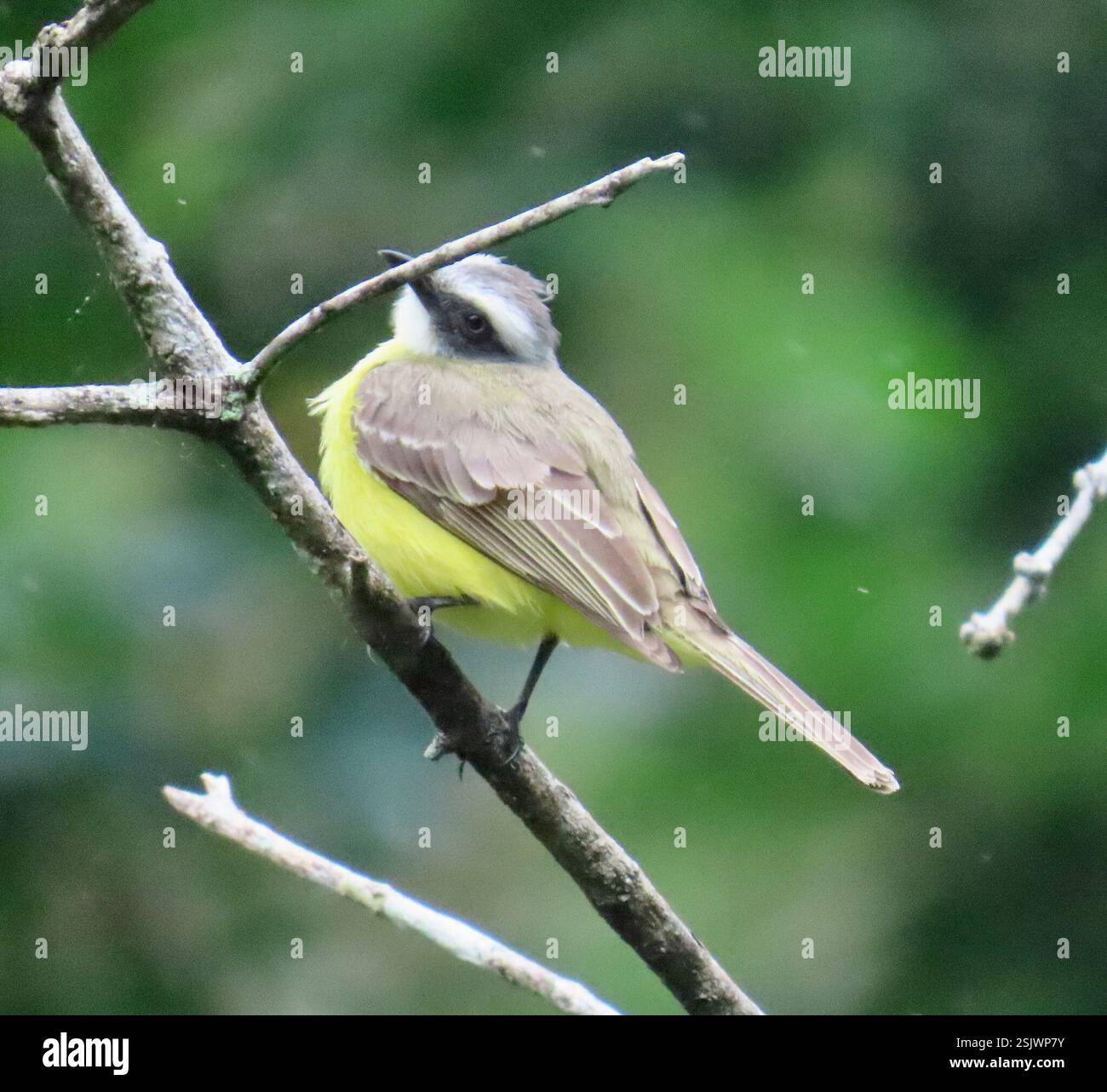 Social Flycatcher (Myiozetetes similis), Aves, Anton's Valley, Cocle ...