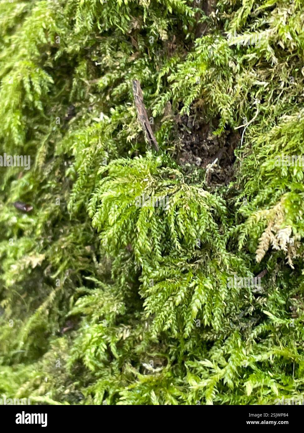 Fox-tail Feather-moss (Thamnobryum alopecurum), Plantae, Malburgen-West ...