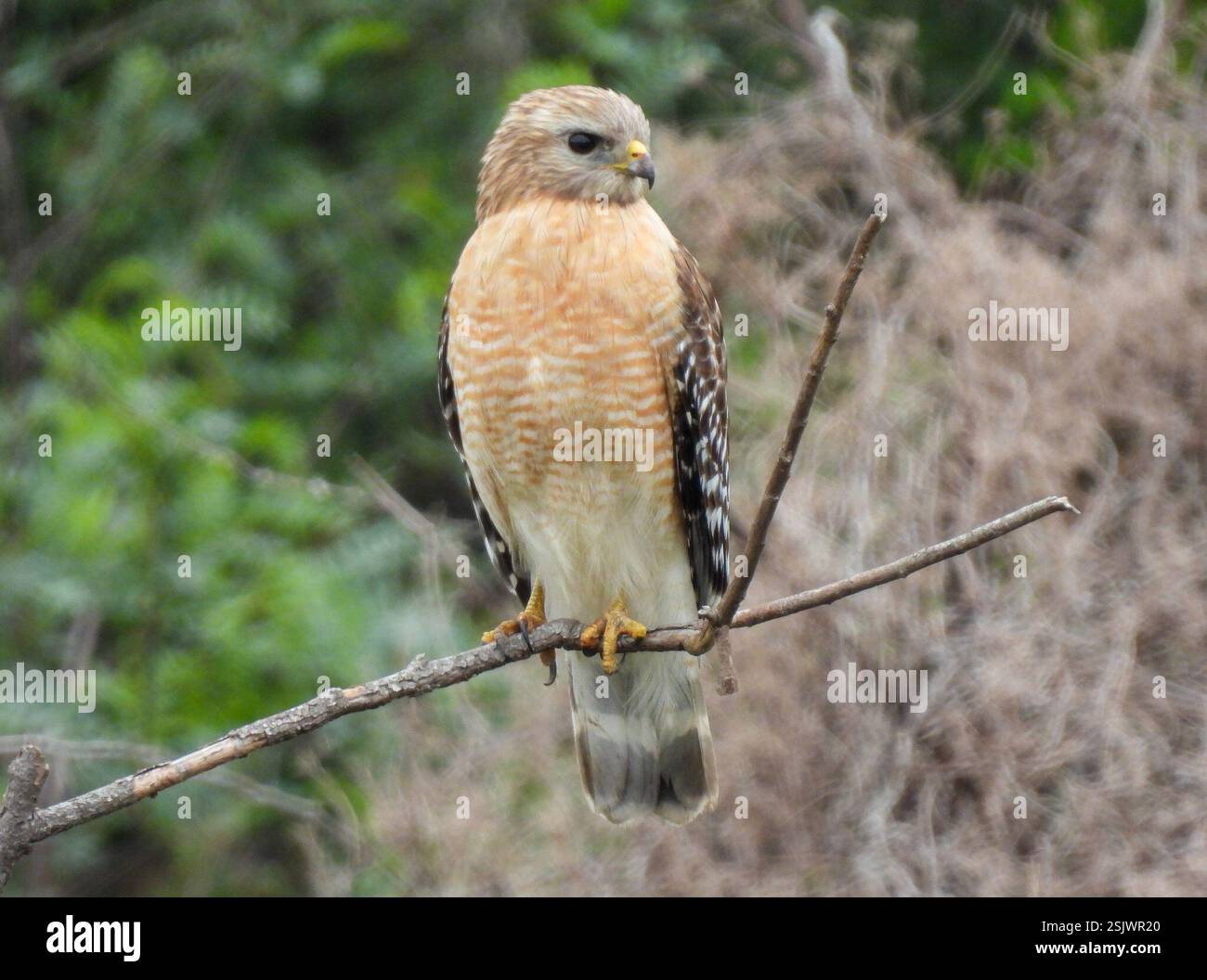 Red-shouldered Hawk (Buteo lineatus), Aves, Brazos Bend State Park ...