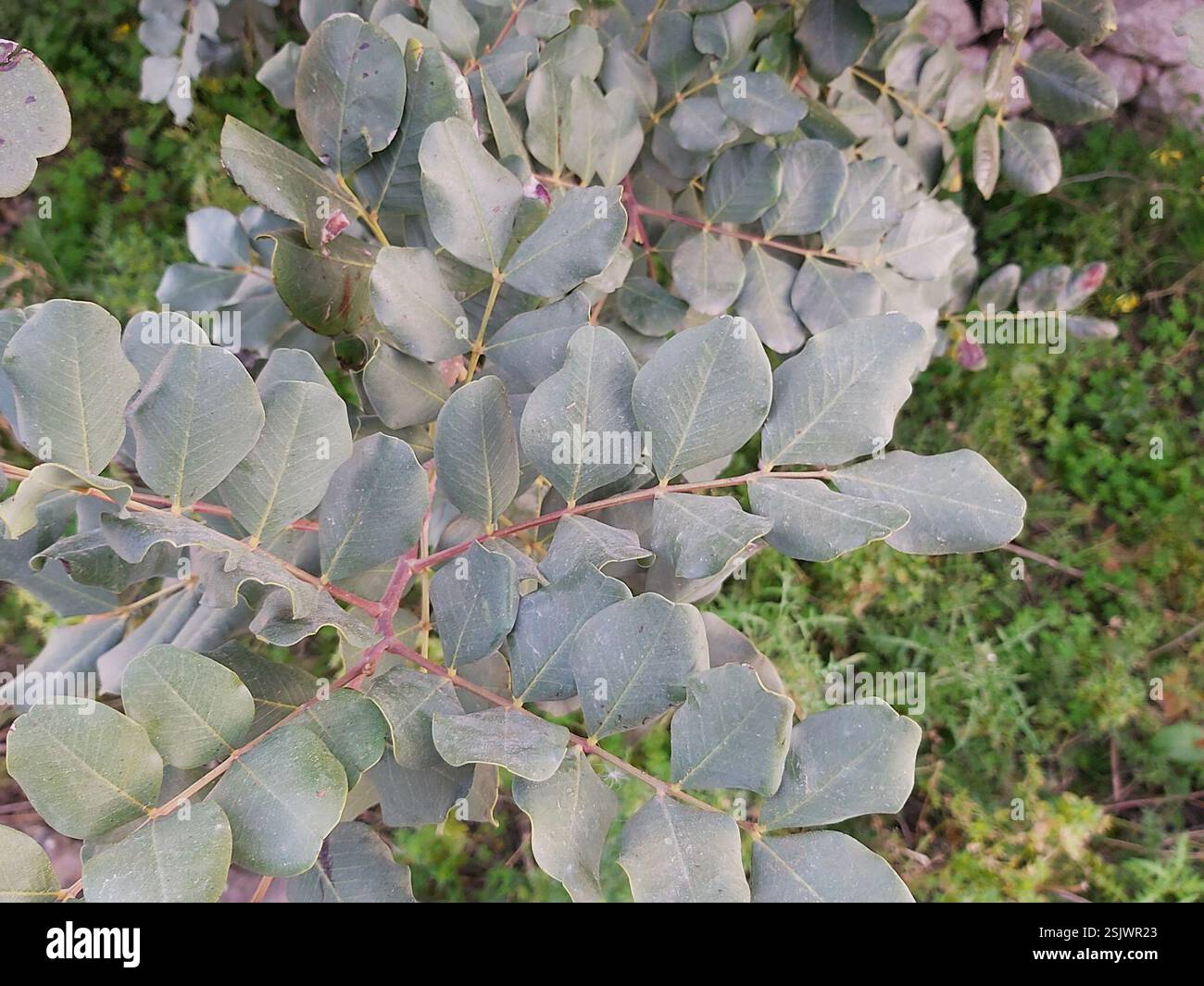 carob tree (Ceratonia siliqua), Plantae, Xemxija, St Paul's Bay, Malta ...