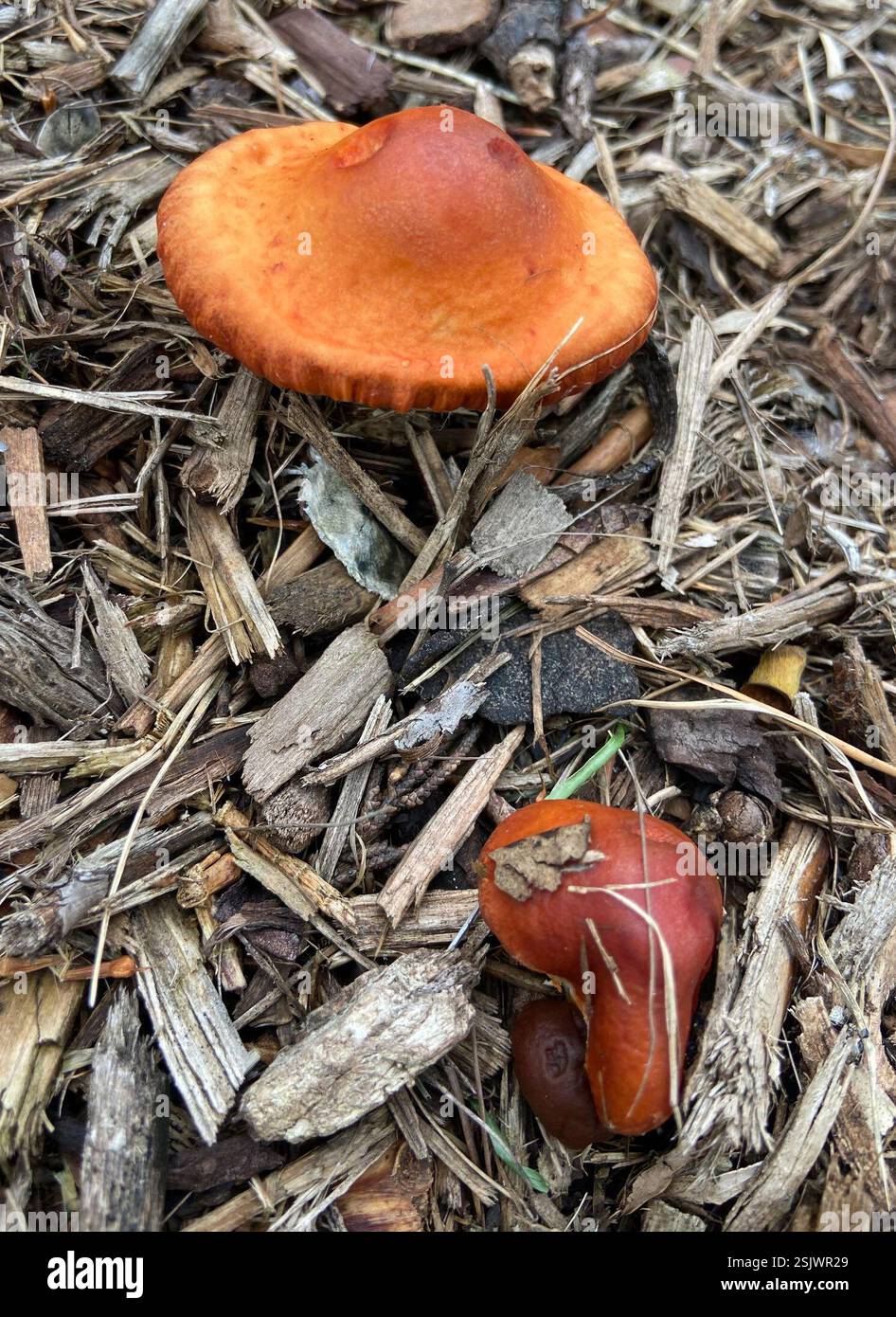Chip Cherries (Leratiomyces ceres), Fungi, Central Park at Playa Vista, Los Angeles, CA, US ...