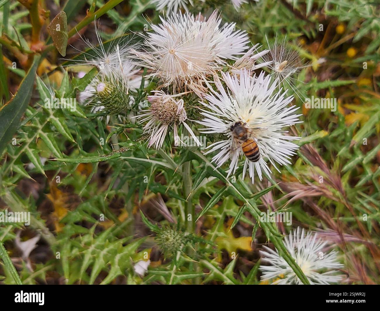 Western Honey Bee (Apis mellifera), Insecta, X9W7+6QG, Mellieħa, Malta ...