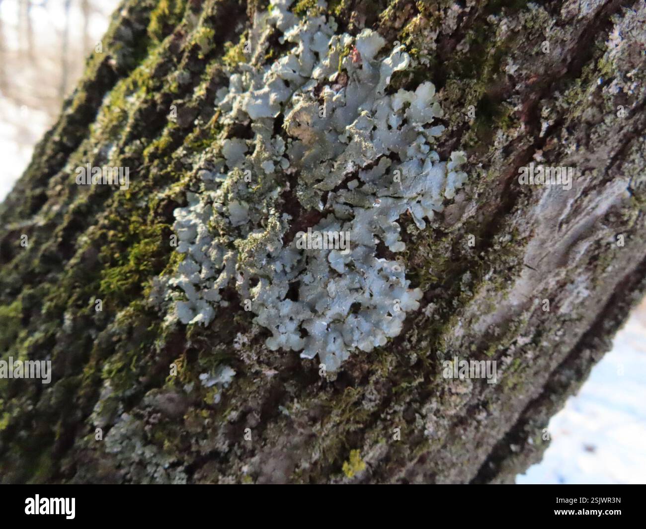 rough speckled shield lichen (Punctelia rudecta), Fungi, Dane ...