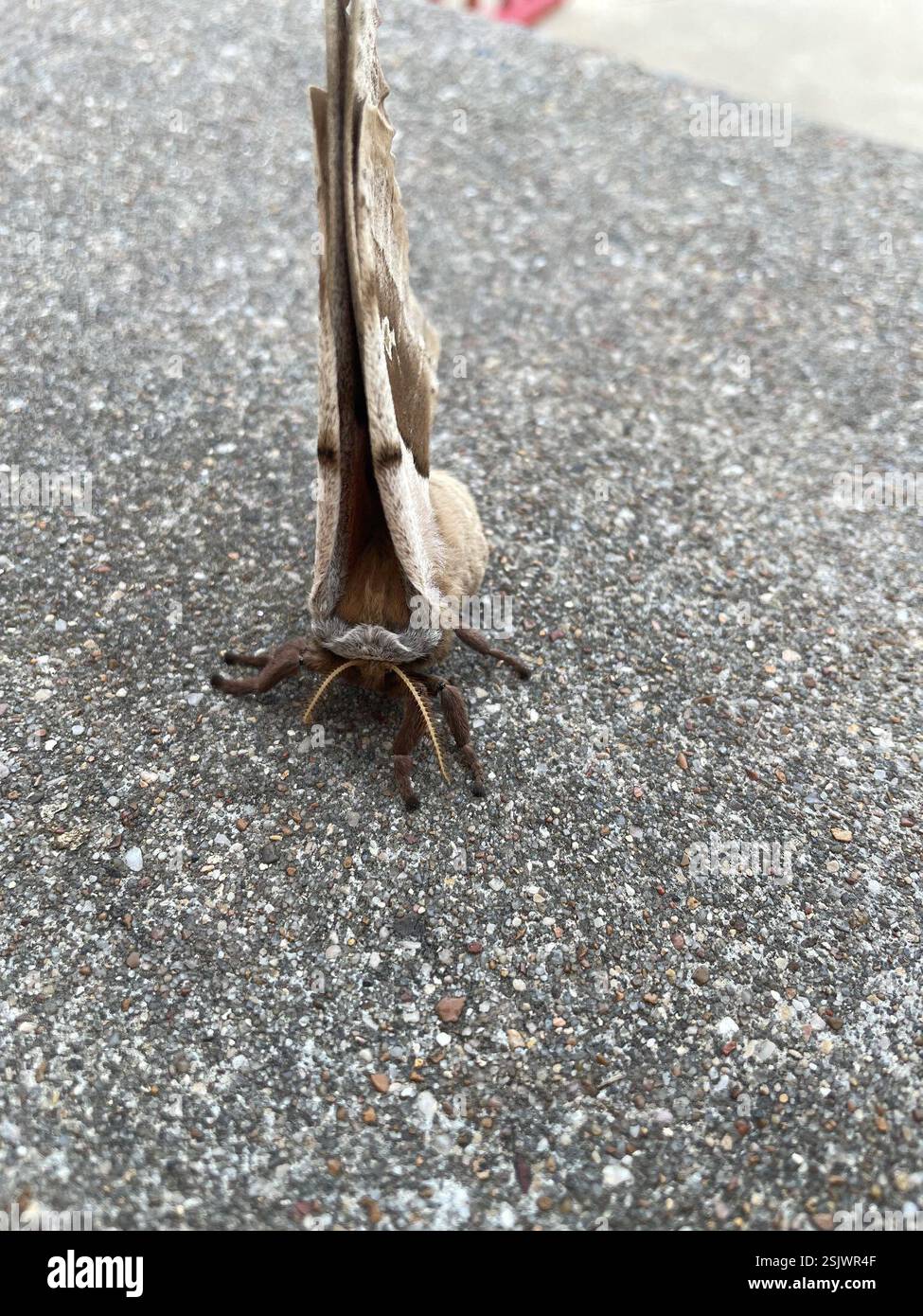 Polyphemus Moth (Antheraea polyphemus), Insecta, Lake Rd, Belton, TX ...