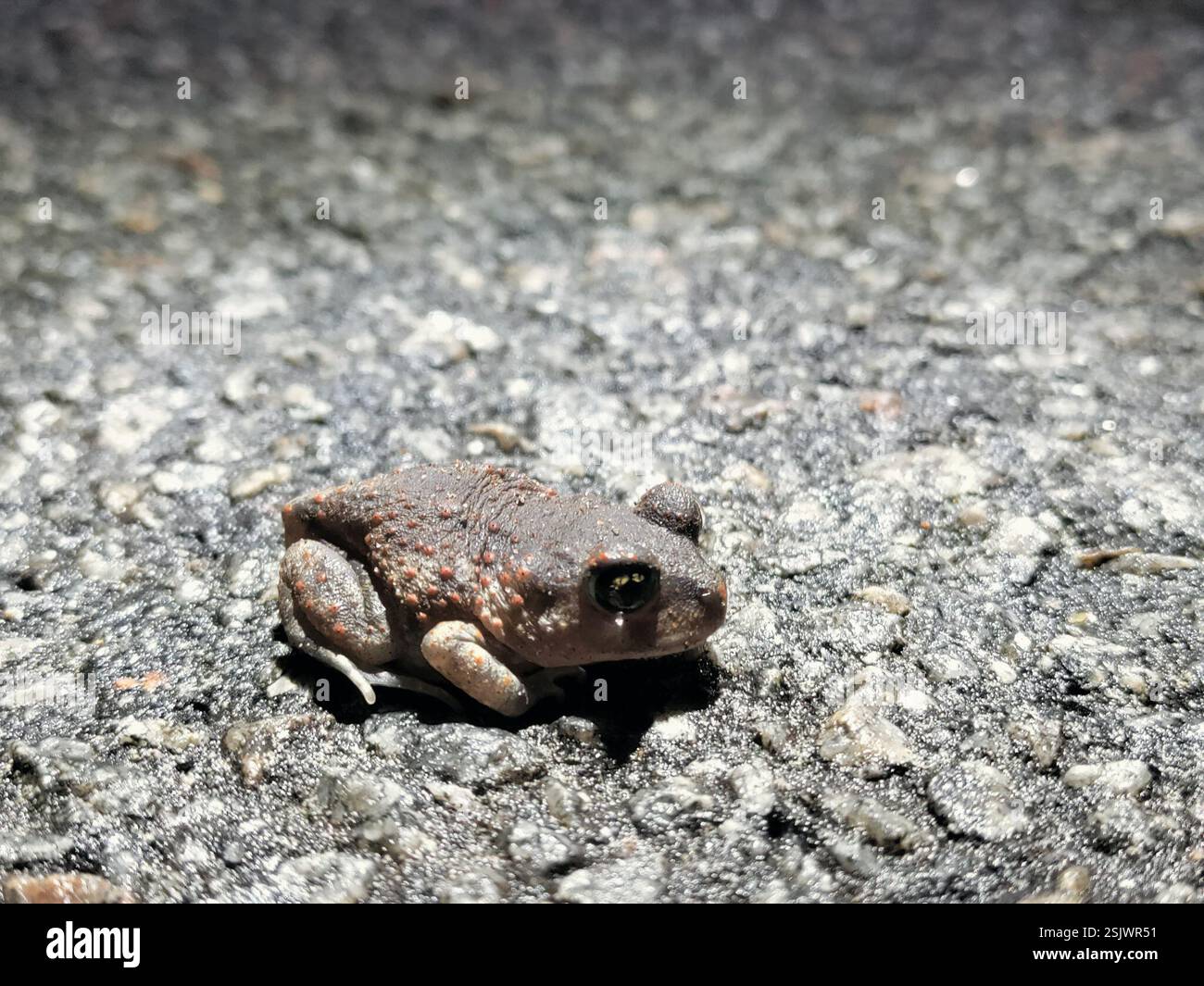 Eastern Spadefoot (Scaphiopus holbrookii), Amphibia, United States ...