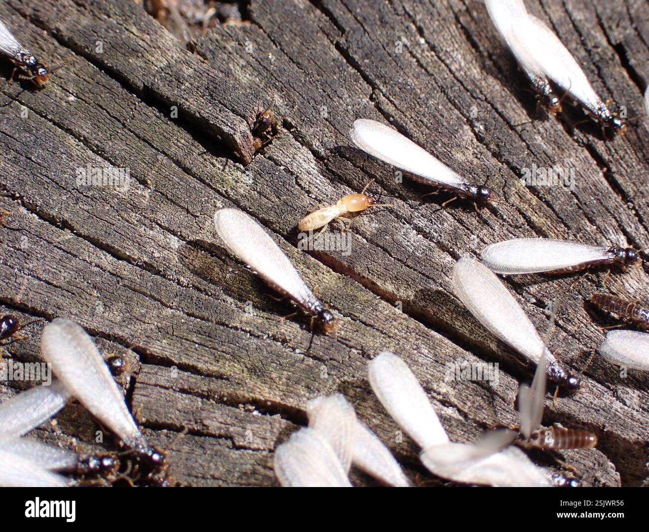 Eastern Subterranean Termite (Reticulitermes flavipes), Insecta, North ...